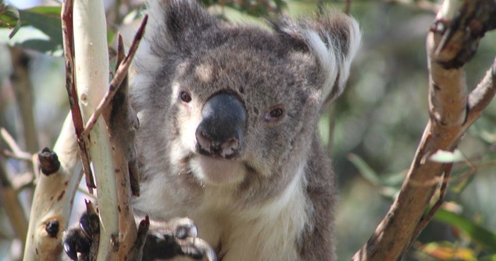 “The Best Great Ocean Road Tour You Can Take” | Ocean Road Tours